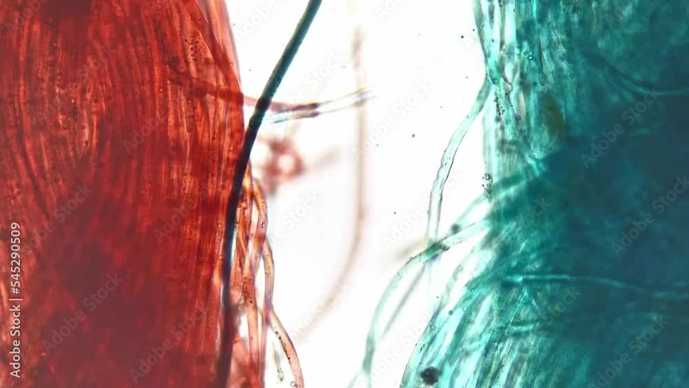 Vidéo Stock Three fibres of different colours are filmed under ...