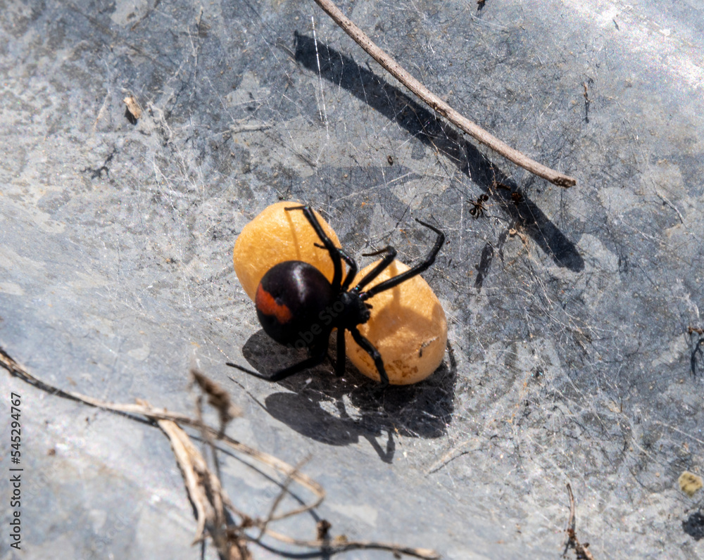 redback spider, Australian black widow highly venomous spider, redback ...