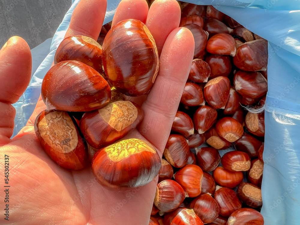 Chestnut lover concept, Hand holding edible sweet chestnut seeds ...