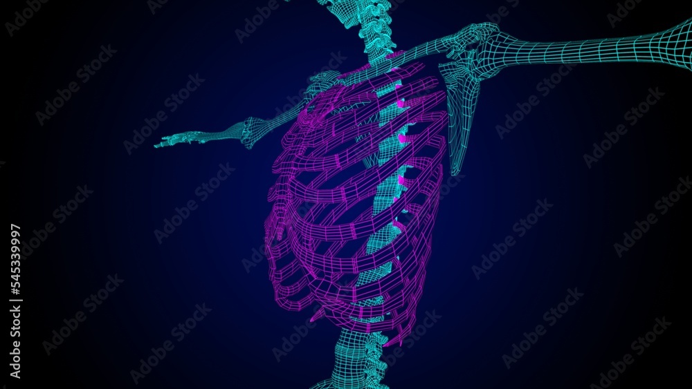 Rib cage anatomy 3D Illustration with wire frame skeleton Stock ...