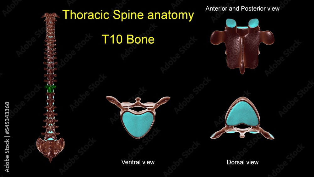 Thoracic spine T 10 bone anatomy for medical concept 3D Illustration ...
