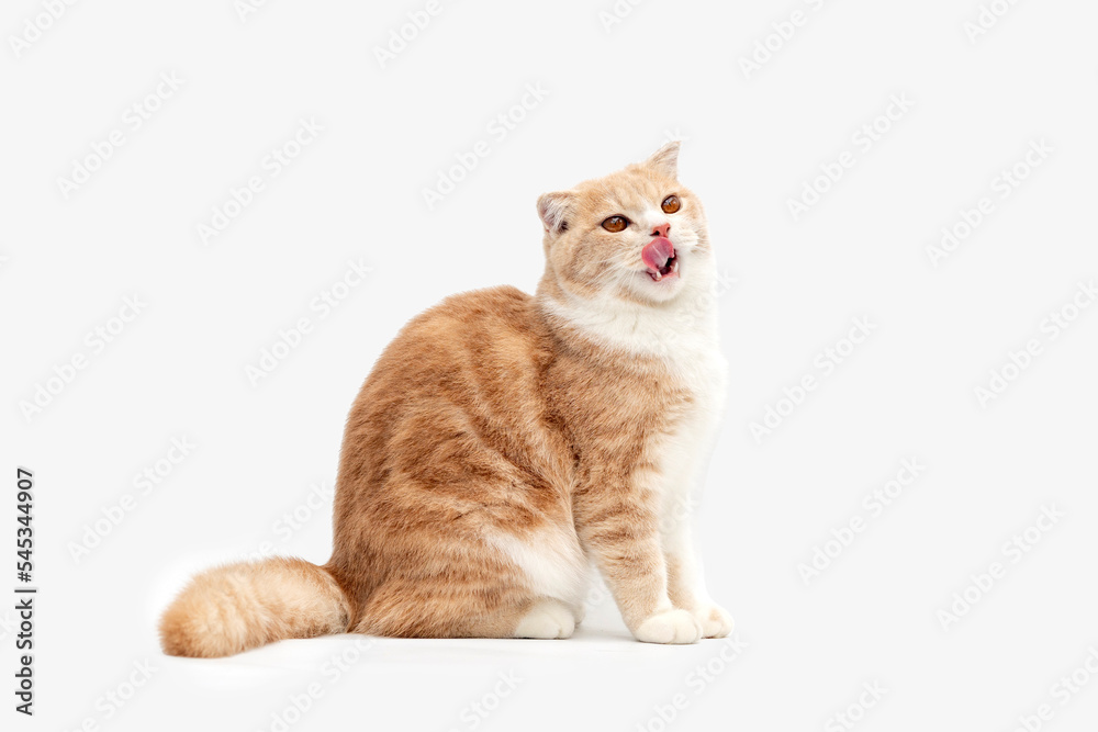 Cats are eating snacks from plastic bags on white background. Kittens ...