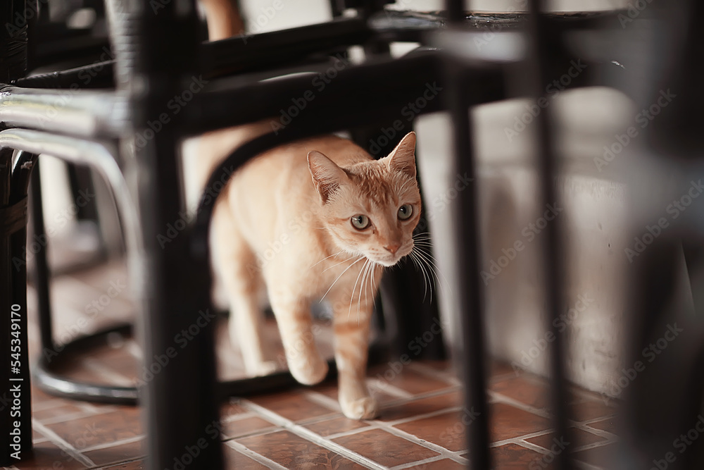 cat in a restaurant cafe street photography Stock Photo | Adobe Stock