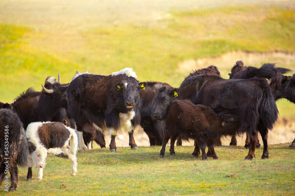A herd of yaks graze in the mountains. Himalayan big yak in a beautiful ...