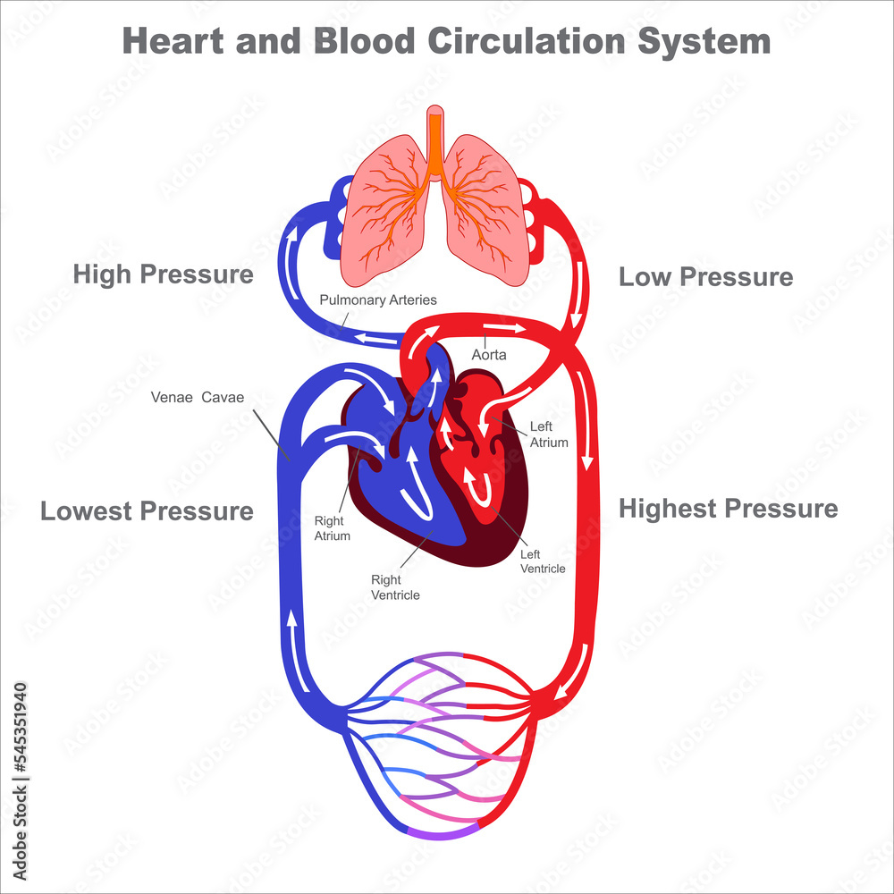 Human circulatory system and Blood circulation vevtor illustraion Stock ...