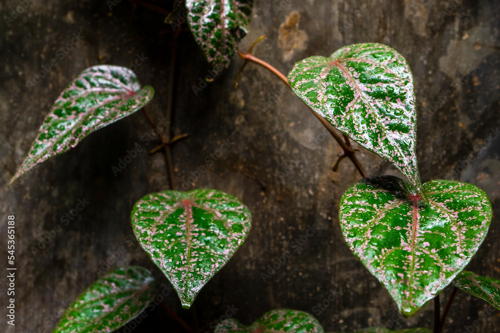 Foto de Piper ornatum leaf, Celebes pepper grow leave called Sirih ...