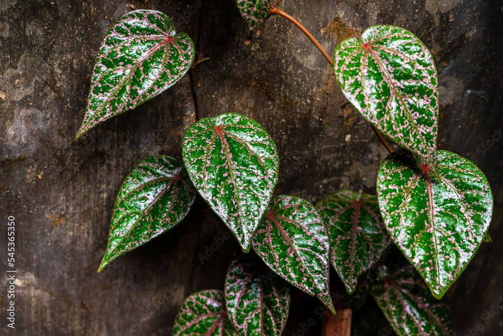 Piper ornatum leaf, Celebes pepper grow leave called Sirih Merah in ...
