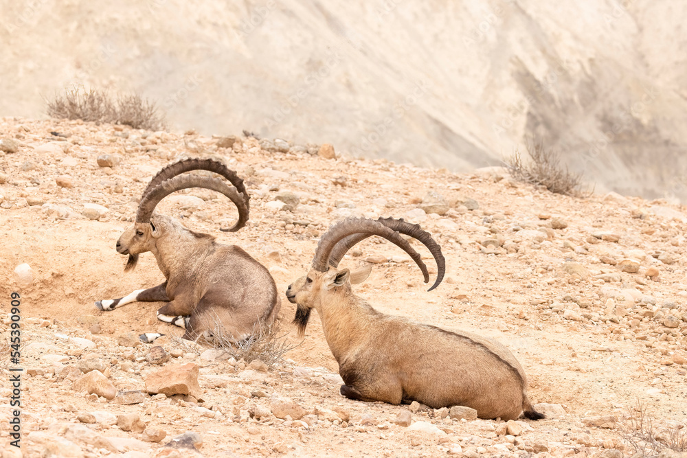 The Nubian ibex (Capra nubiana) is a desert-dwelling goat species found ...