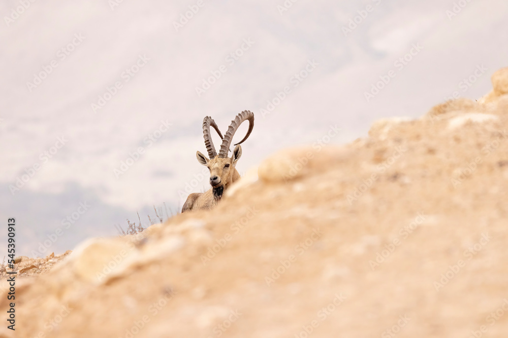 The Nubian ibex (Capra nubiana) is a desert-dwelling goat species found ...