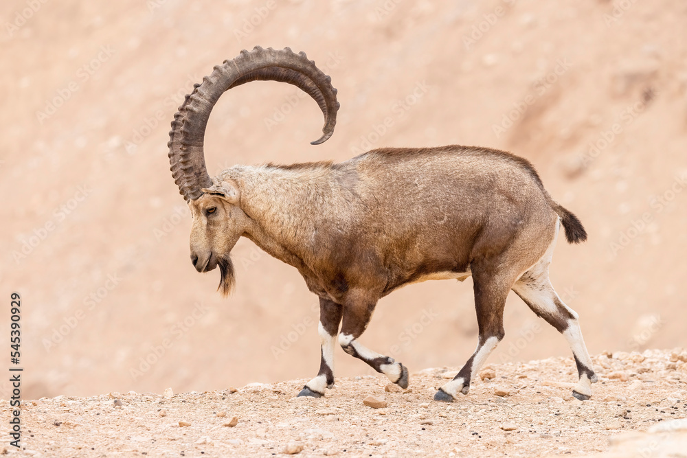 The Nubian ibex (Capra nubiana) is a desert-dwelling goat species found ...