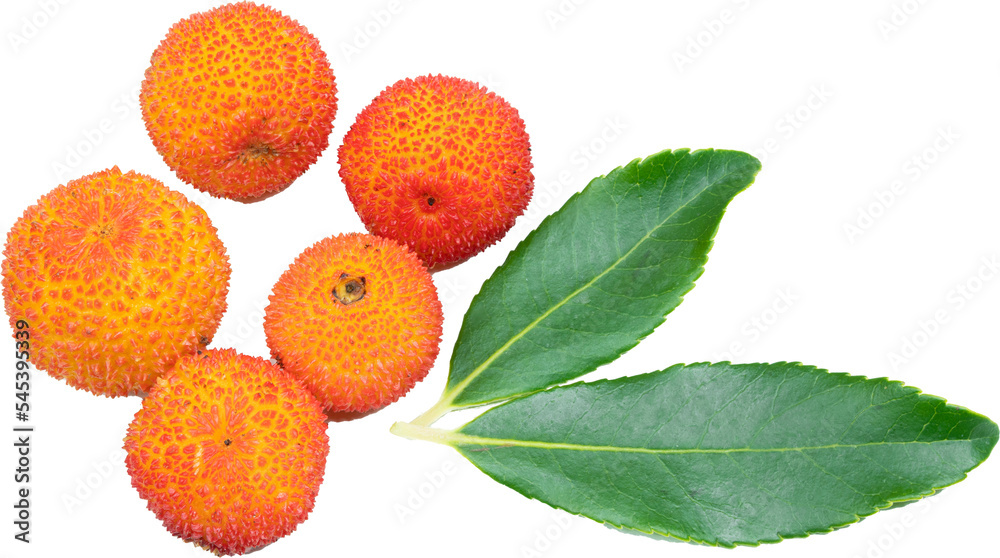 Arbutus unedo, strawberry tree without background, png file Stock Photo ...