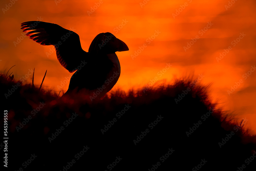 Foto de The Atlantic puffin, also known as the common puffin, is a ...