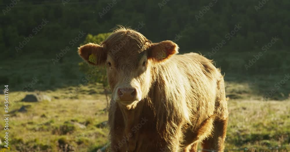 Highland cattle Cow with red hair and without horns standing in a field ...