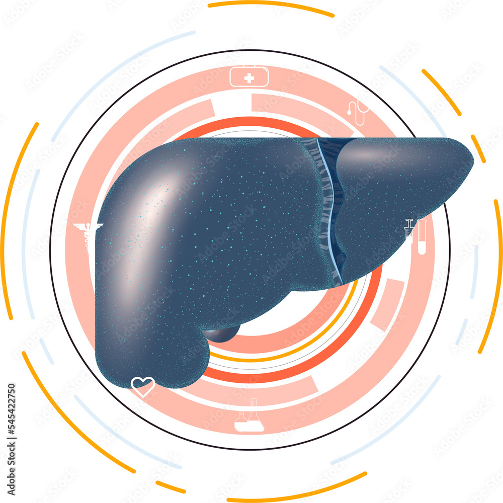 The liver is a human internal organ—designed with low poly technique ...