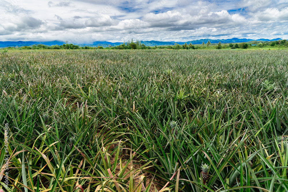 Pineapple plant field, Pineapple tropical fruit growing in garden Stock ...