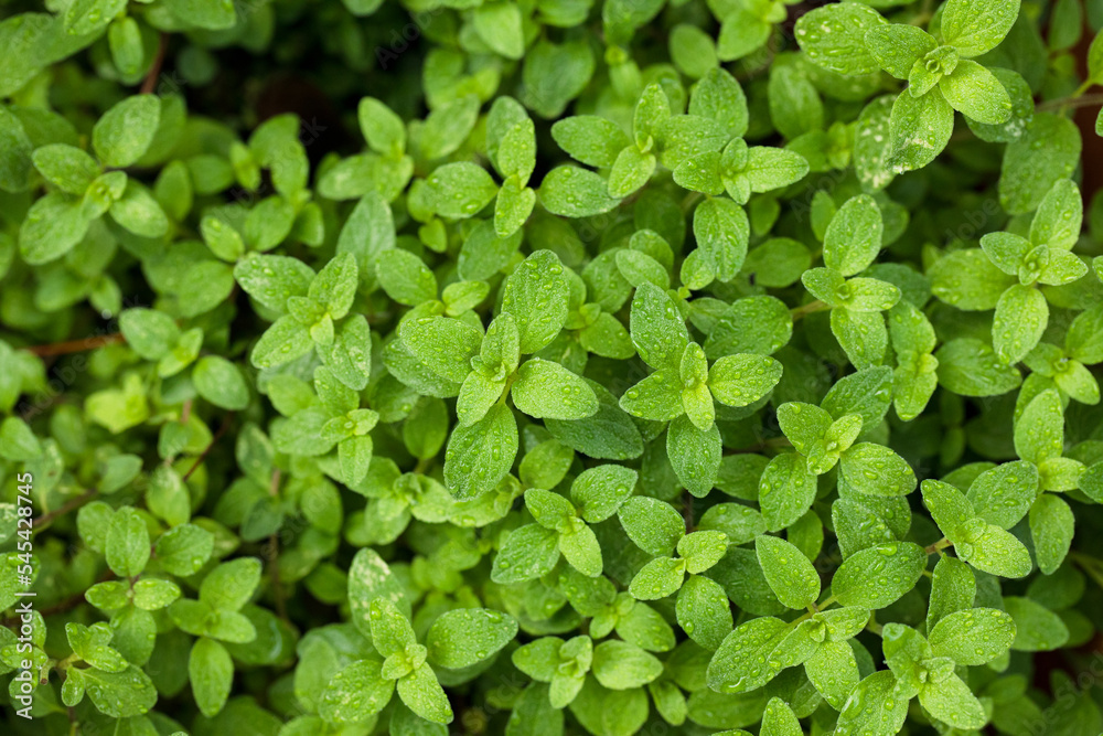 Oregano Stock Photo | Adobe Stock
