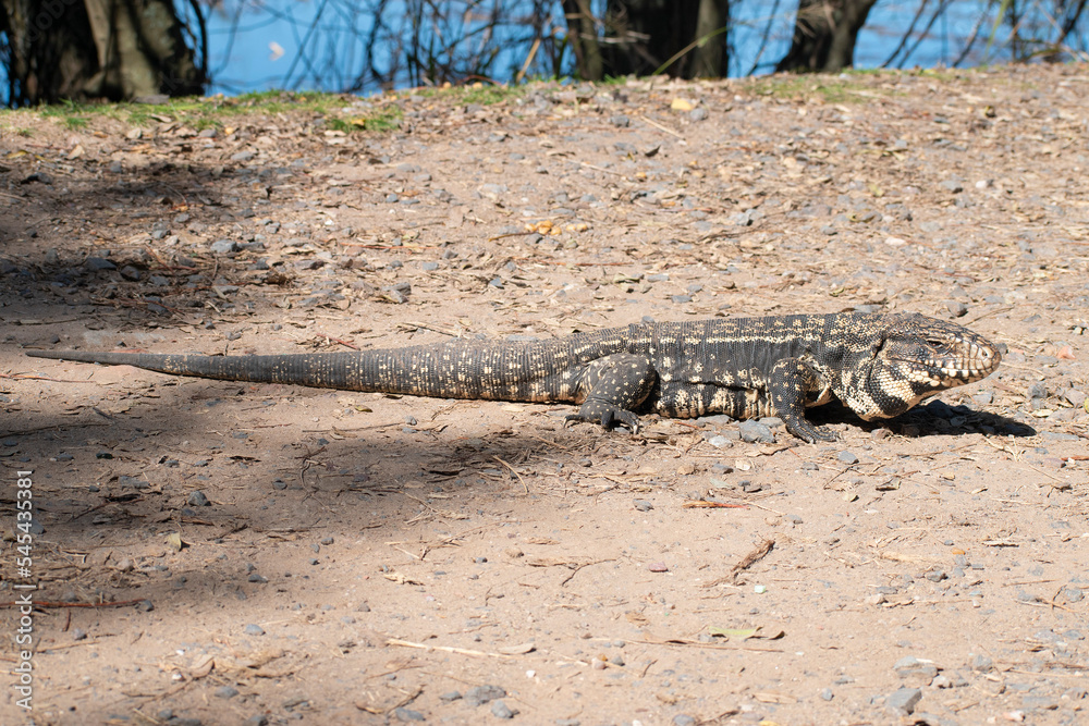 Salvator merianae, lagarto overo, tegu argentino Stock Photo | Adobe Stock