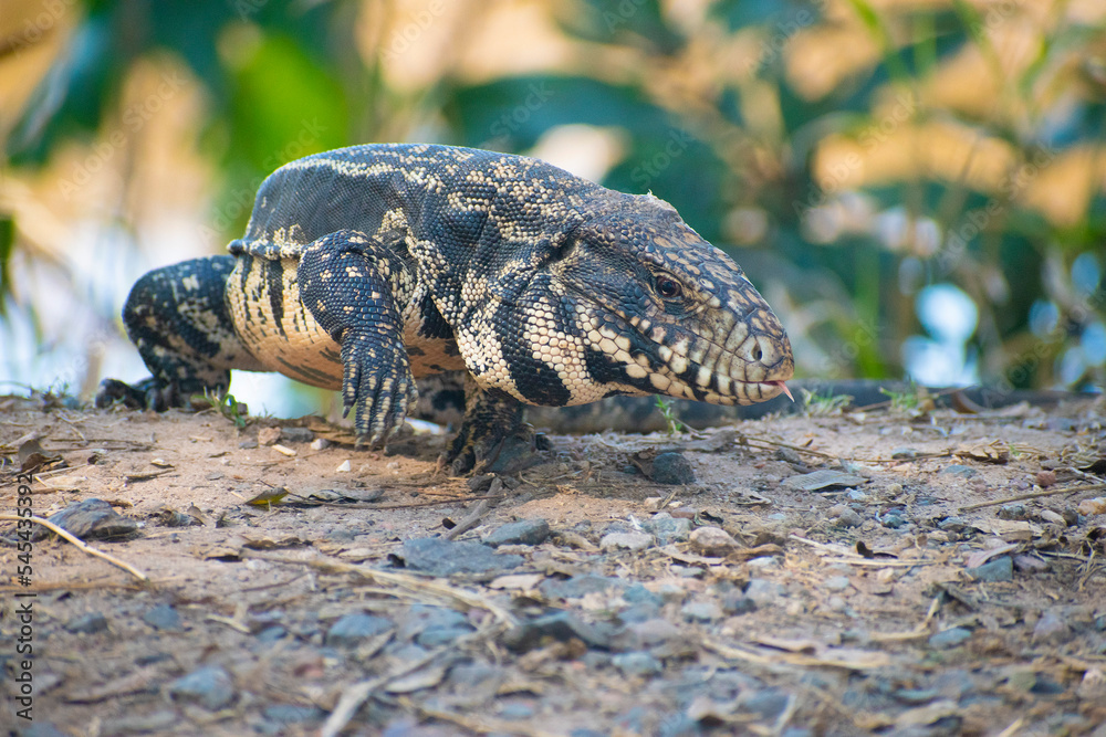 Salvator merianae, lagarto overo, tegu argentino caminando, garras ...