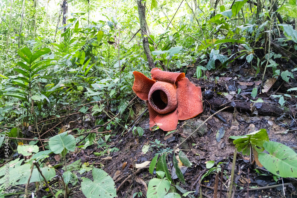 Rafflesia is a genus of parasitic flowering plants in the family ...