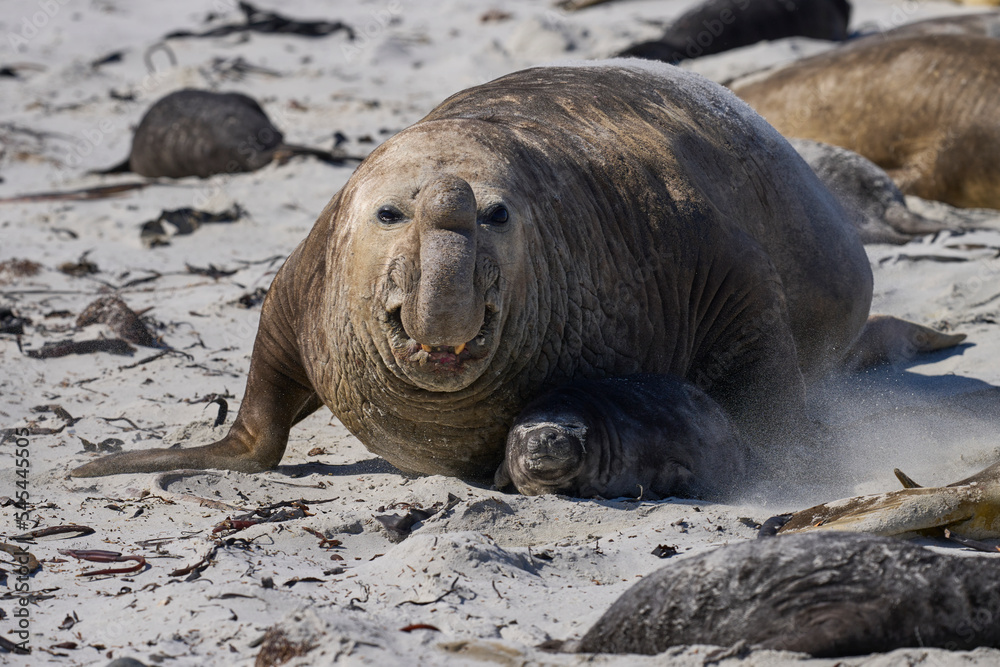 Dominant male Southern Elephant Seal (Mirounga leonina) races through ...