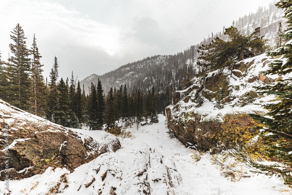 Forêt De Pins En Hiver Paysage De Neigeux Hiver Route Par Une Pin