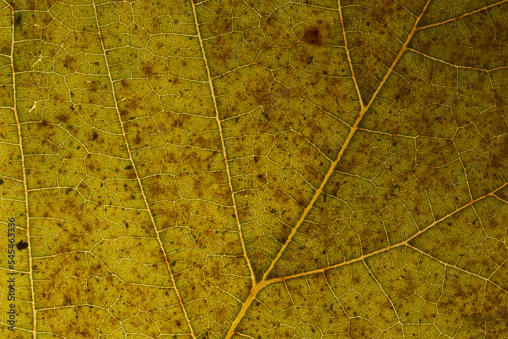 Backlit autumn leaf to highlight the structure. Macro close-up of ...