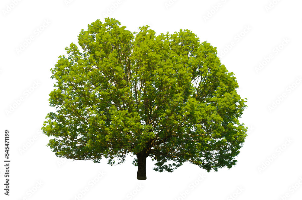 Einzelner Baum als Einzelbaum Stock Photo | Adobe Stock