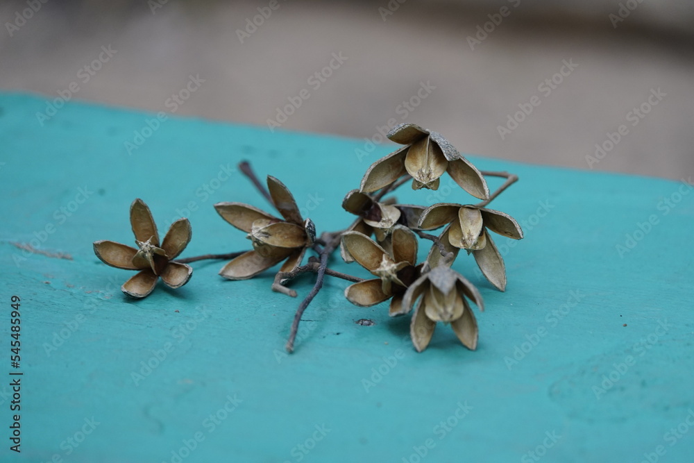 Seeds of Cedrela odorata is a commercially important species of tree in ...