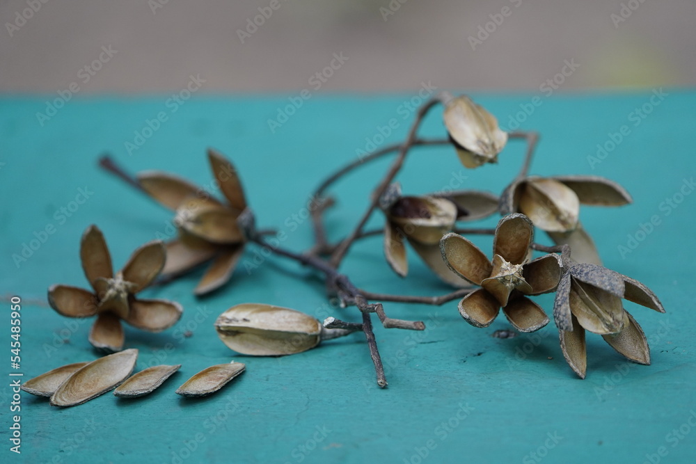 Seeds of Cedrela odorata is a commercially important species of tree in ...