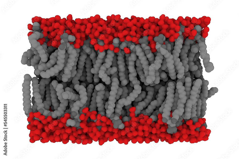 A cross-section through a biological membrane (lipid bilayer ...