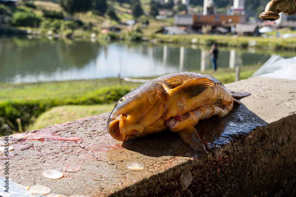 close-up photo of a fish lying on a concrete slab, you can see a tap ...