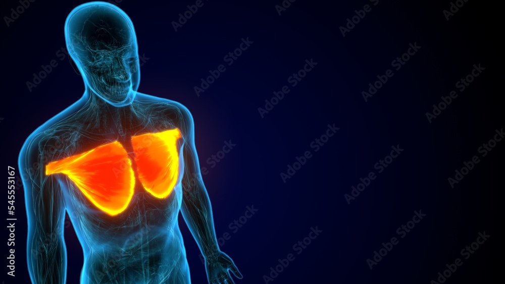 3D illustration of Pectoralis Major, Part of Muscle Anatomy. Stock ...