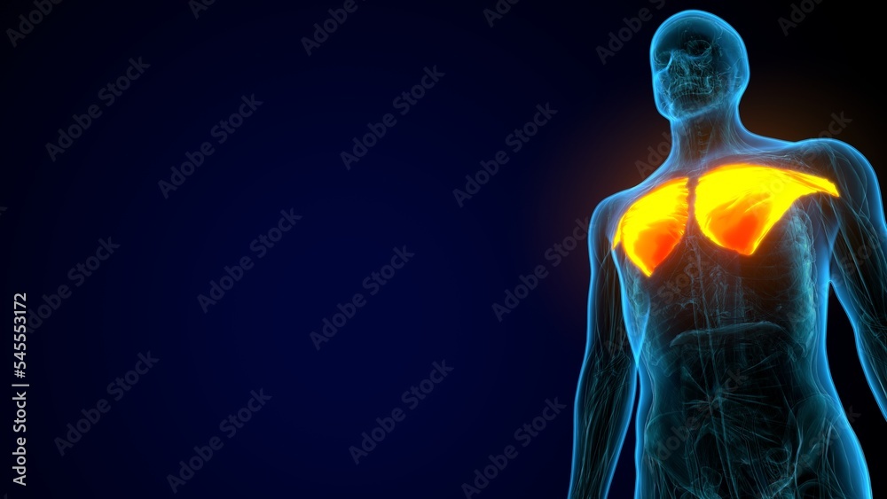 3D illustration of Pectoralis Major, Part of Muscle Anatomy. Stock ...