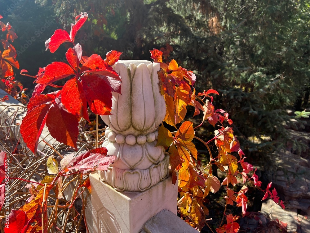 the top of the Chinese marble balustrade with virginia creeper ...