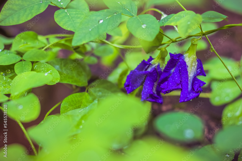 Water drops on Clitoria ternatea, commonly known as Asian pigeonwings ...