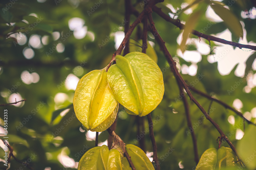 Carambola, also known as star fruit, is the fruit of Averrhoa carambola ...