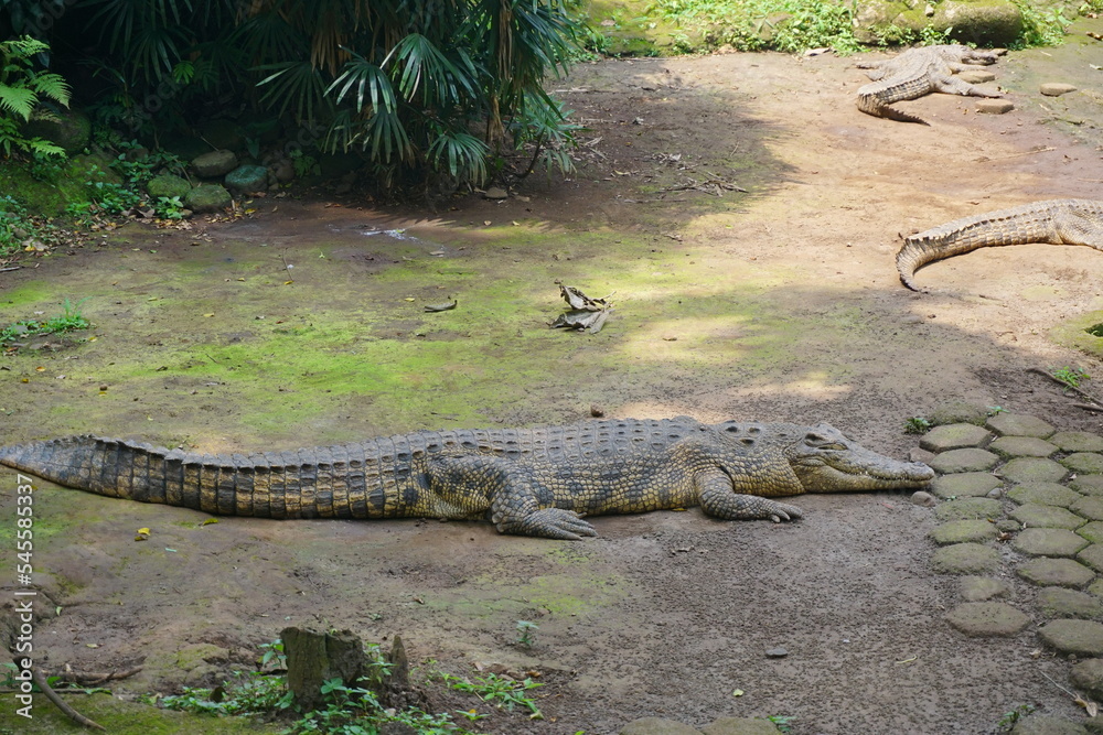 The saltwater crocodile (Crocodylus porosus) is a crocodilian native to ...