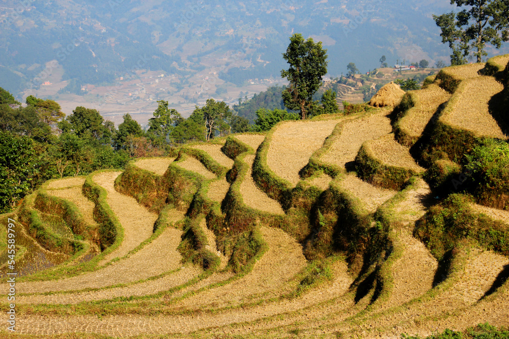 Rice field terraces in Nepal. Rice fields on terraced. Nepal rural ...