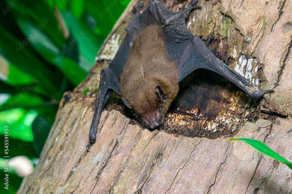 Pipistrellus pipistrellus, fruit bat, codot, Eptesicus nilssonii ...