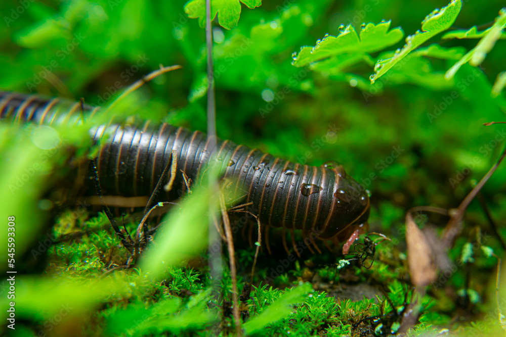 milipede, centipede, kaki seribu, uling, luing, luwing, keluwing ...