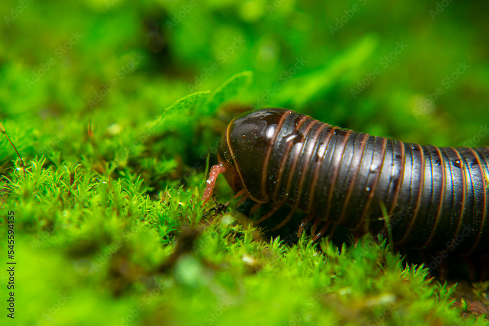 milipede, centipede, kaki seribu, uling, luing, luwing, keluwing ...