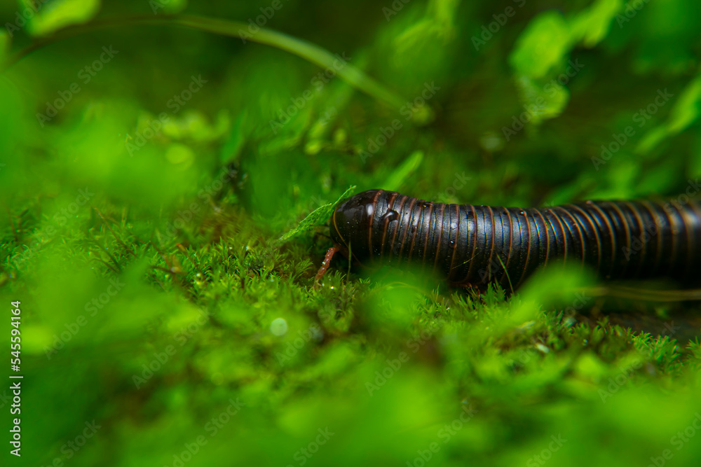 milipede, centipede, kaki seribu, uling, luing, luwing, keluwing ...