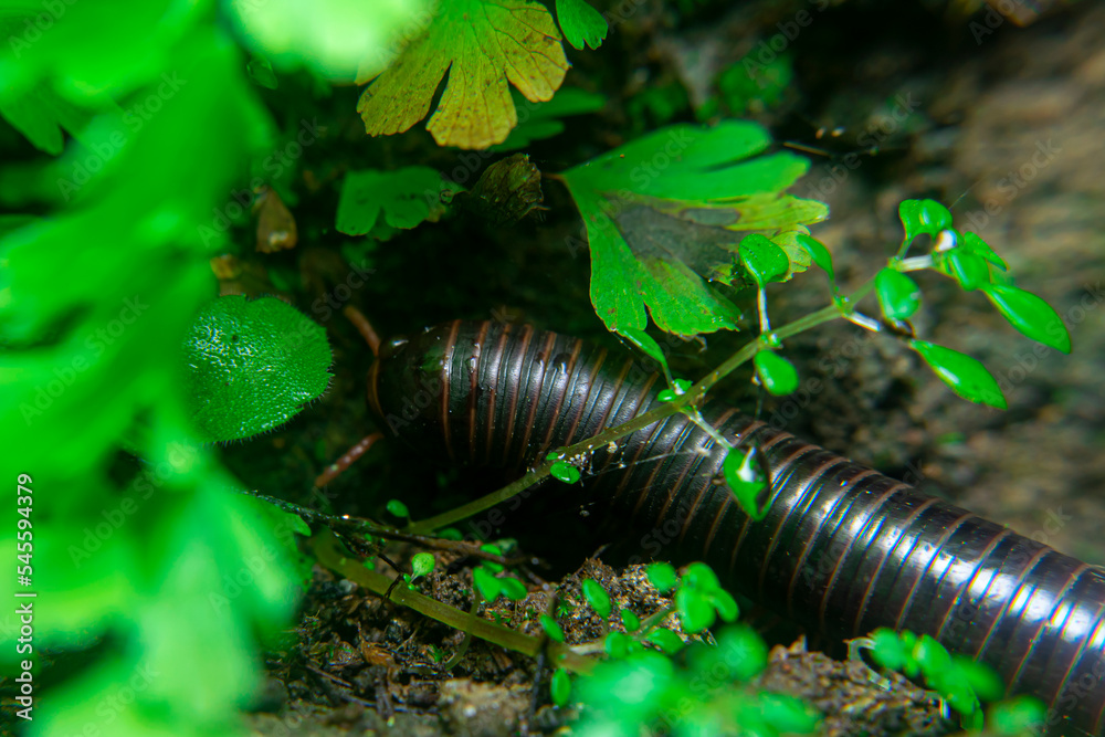 milipede, centipede, kaki seribu, uling, luing, luwing, keluwing ...