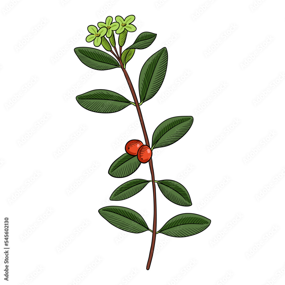 vector drawing plant of Indian stringbush , Wikstroemia indica, herb of ...