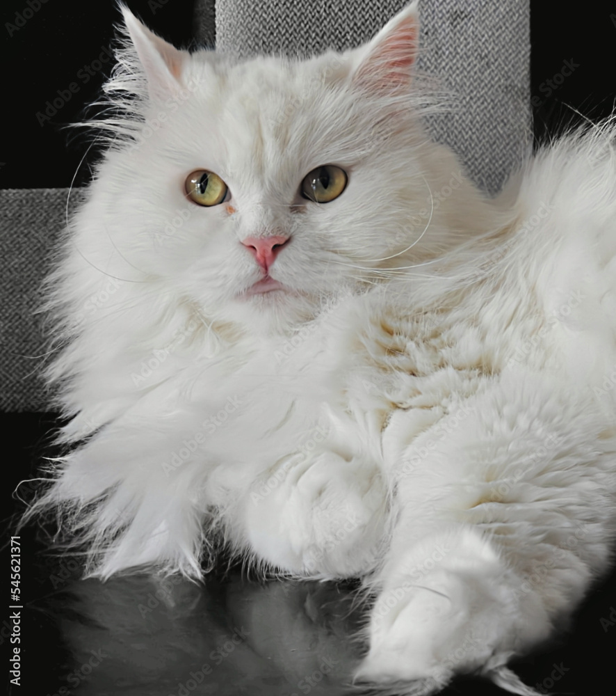 Life of a white fluffy cat (Turkish Angora breed) Stock Photo | Adobe Stock