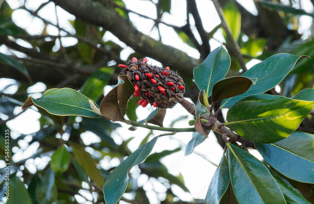 Magnolia grandiflora - Ornamental tree with red seed cluster on erect ...