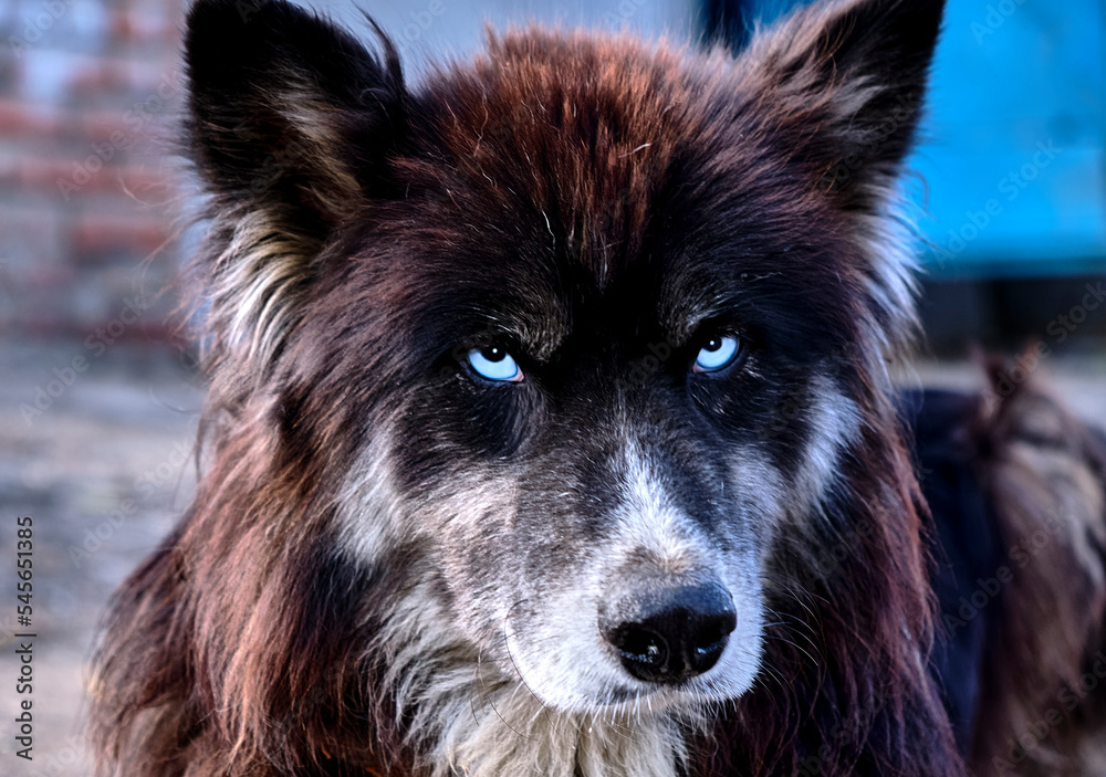 Brown Wolf With Blue Eyes