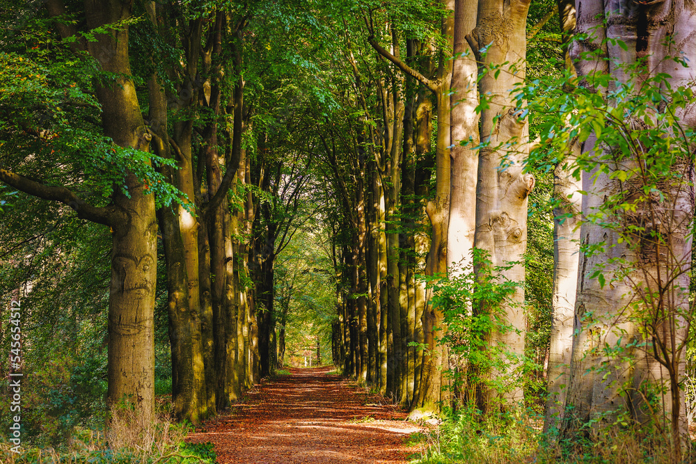 Forest trees with sidewalk of fallen leaves. Nature green wood in ...