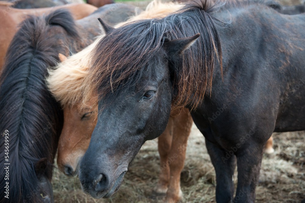 Portrait of Icelandic horse in Iceland. These horses are unique for ...