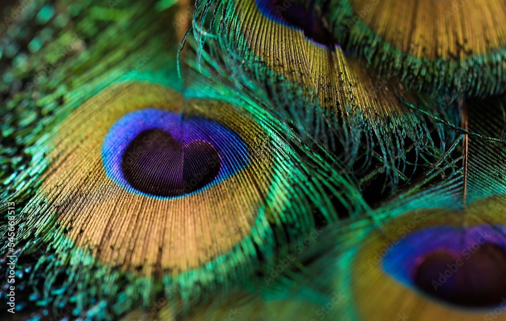 Beautiful, bright, peacock feather closeup. Feather isolated. Stock ...